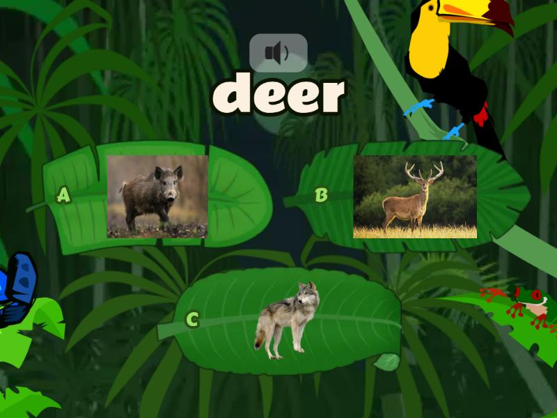 Forest - Quiz