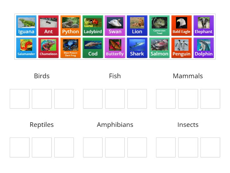 Science L1 Classification Activity - Group sort