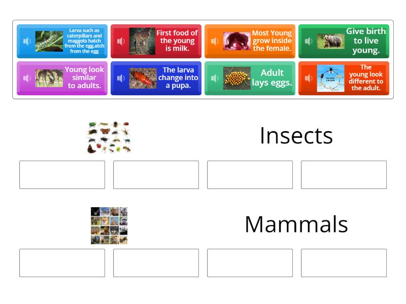 Living things include humans - Ordenar por grupo