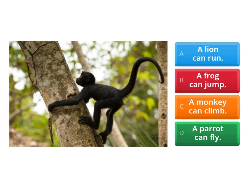 How Animals Move - Quiz