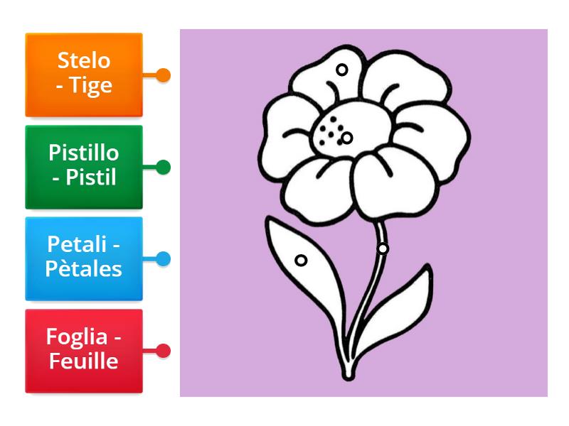 Le parti del fiore - Les parties de la fleur - Labelled diagram