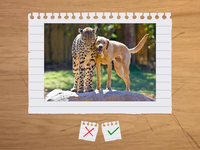 adjectives to describe - Flash cards