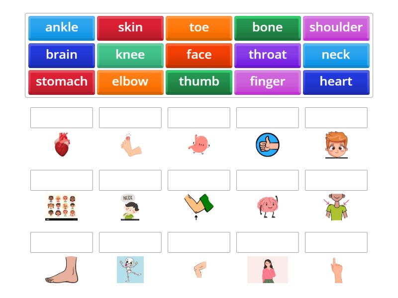 Unit 5 - The Human body - Vocabulary - Match up