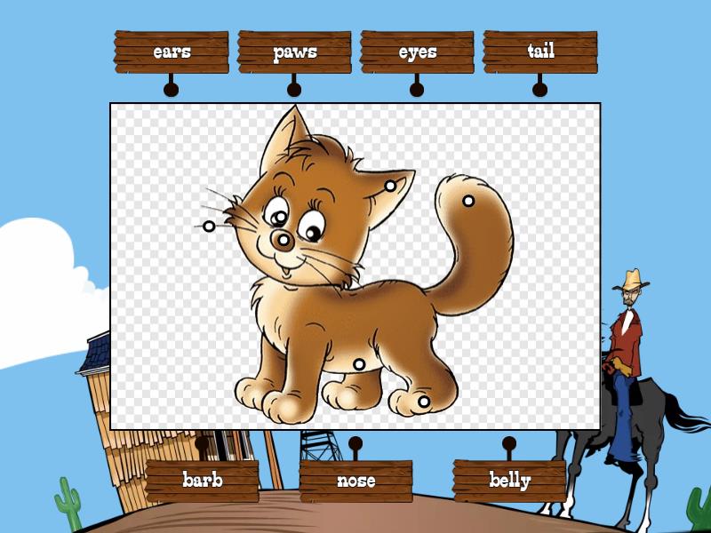 Cat - Labelled diagram