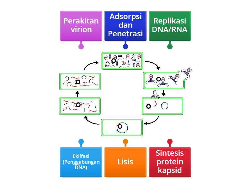 Siklus Litik Virus - Labelled diagram