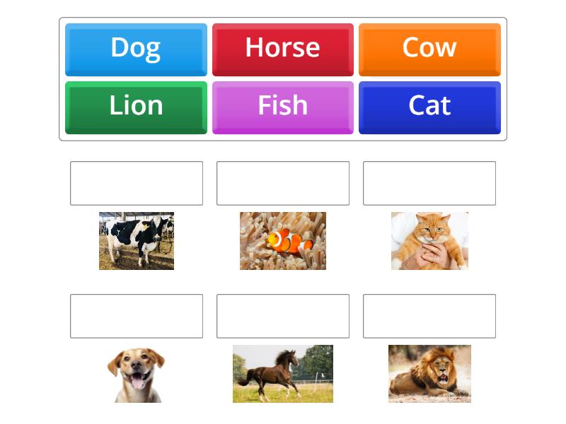 Matching animals - Match up