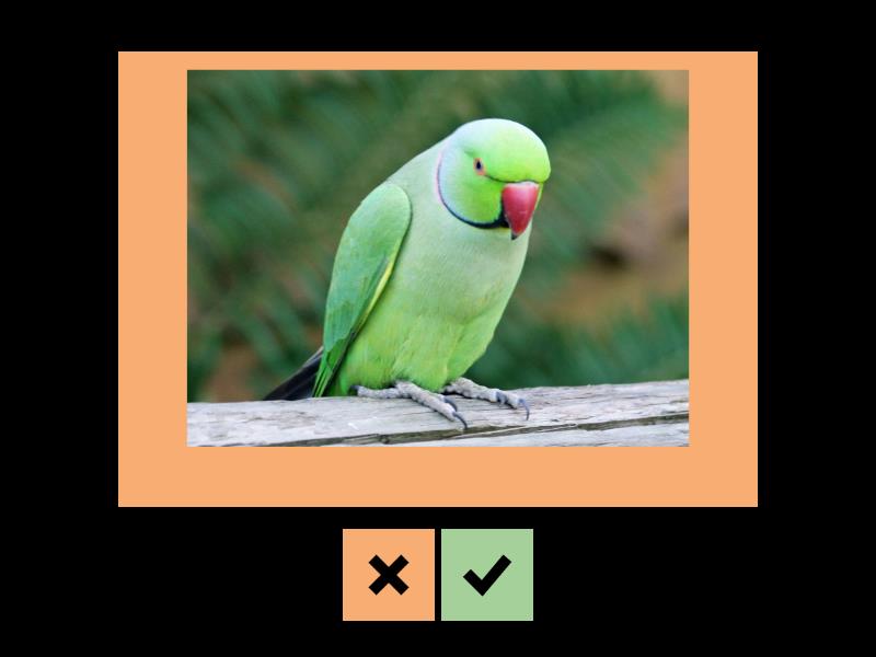 as2 unit 10 a day at the zoo - Flash cards