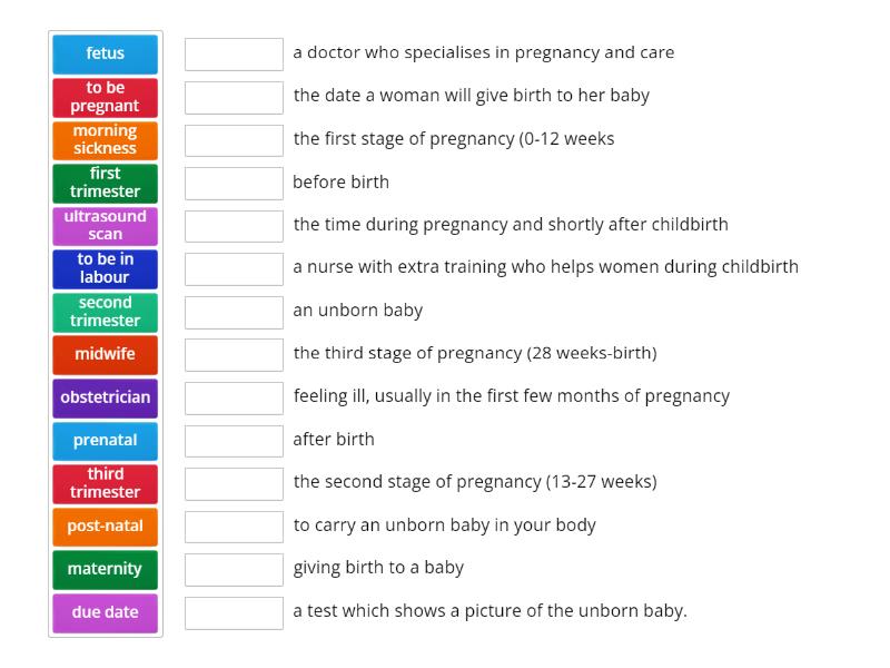 Pregnancy Vocabulary - Match up