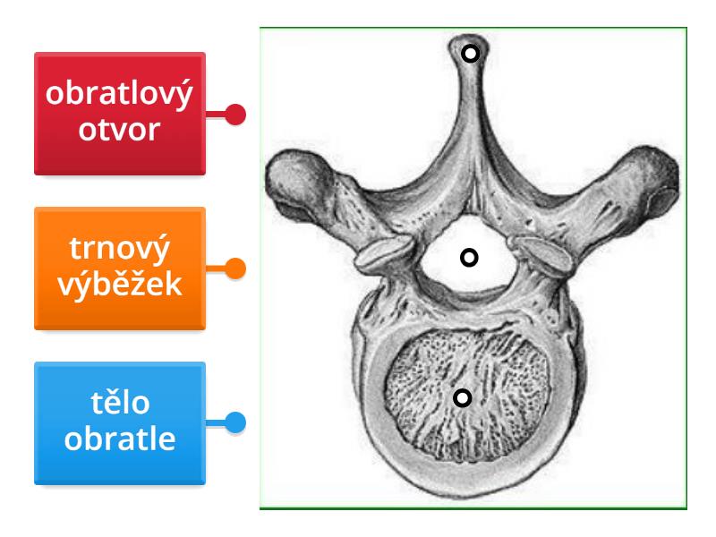 popis obratle - Labelled diagram