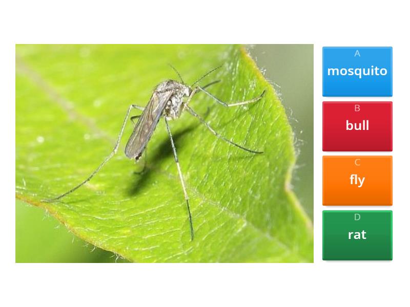 of English File. Pre-Intermediate. Unit 9A. Vocabulary (animals) - Quiz