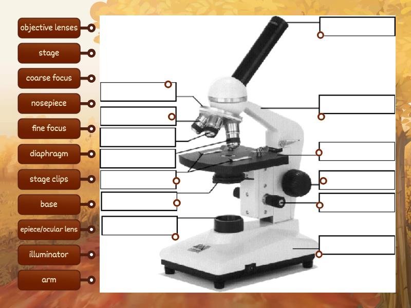 Microscope - Labelled diagram
