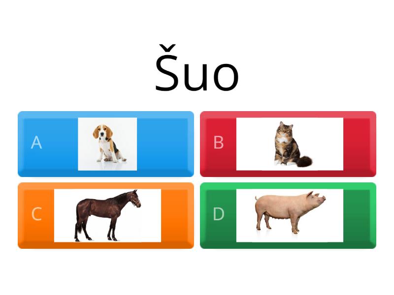Gyvūnai 1(R) - Quiz
