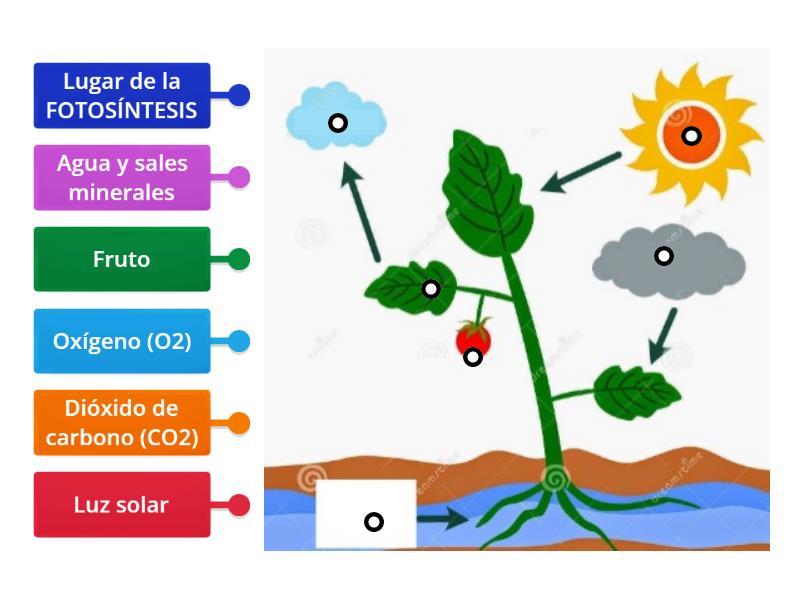 Nutrición De Las Plantas Diagrama Con Etiquetas