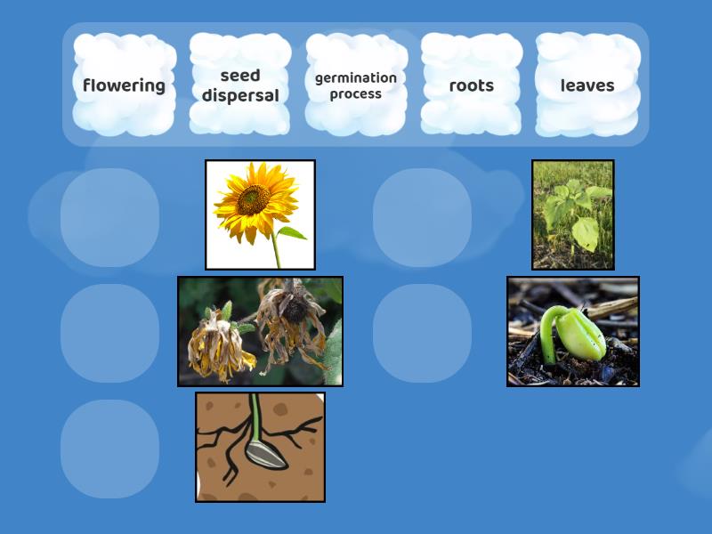 Life cycle of a plant - Match up