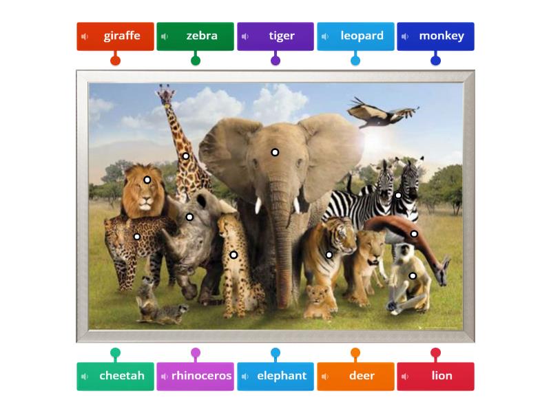 Match: Zoo animals - Labelled diagram