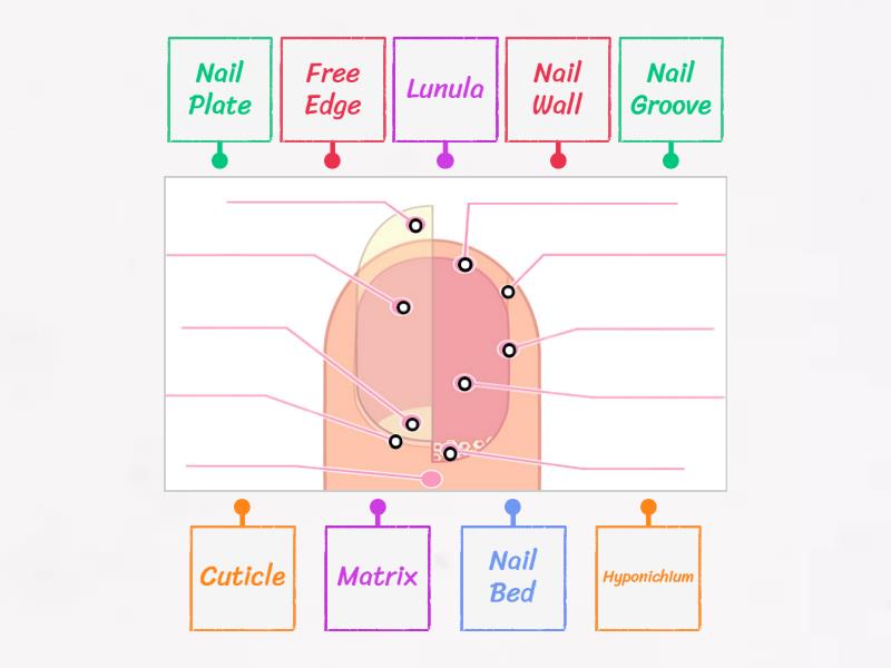 Structures of Nail: - Labelled diagram
