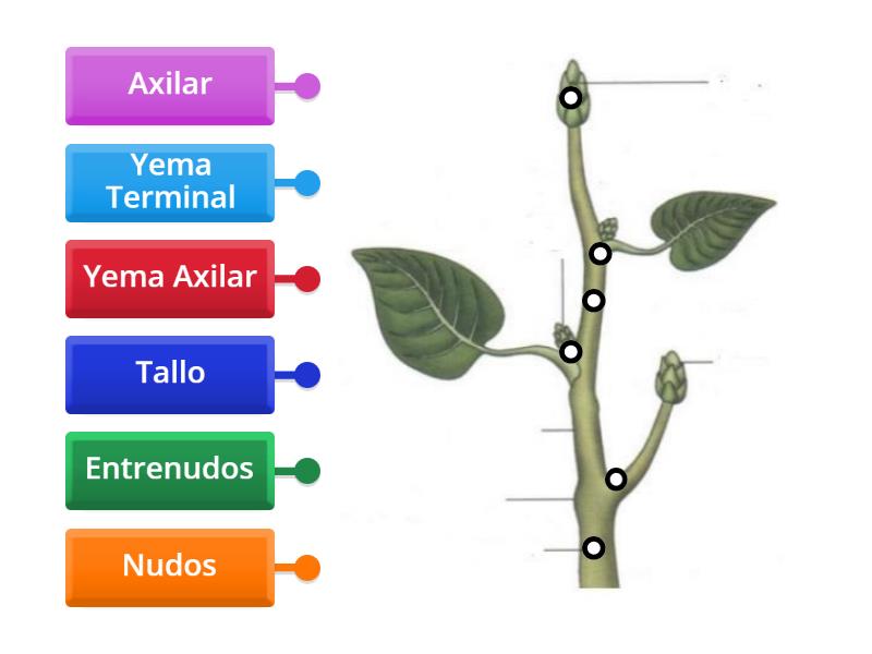 Partes del tallo - Diagrama con etiquetas