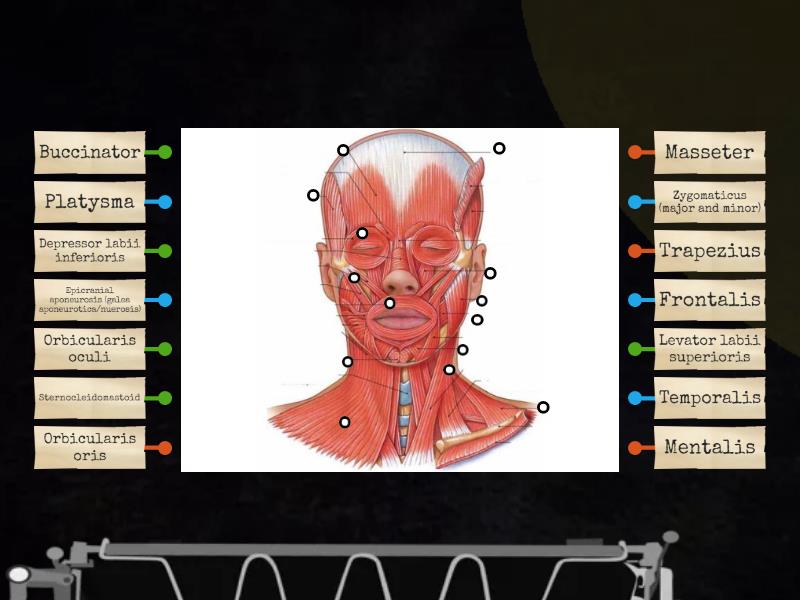 Anterior View of Facial Muscles - Labelled diagram