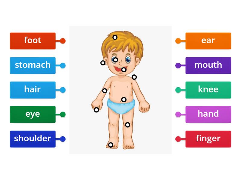 PARTS OF OUR BODY - Labelled diagram