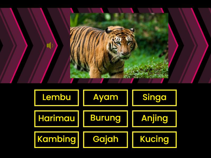 MARI MENGENAL HAIWAN DAN BUNYINYA - Find the match