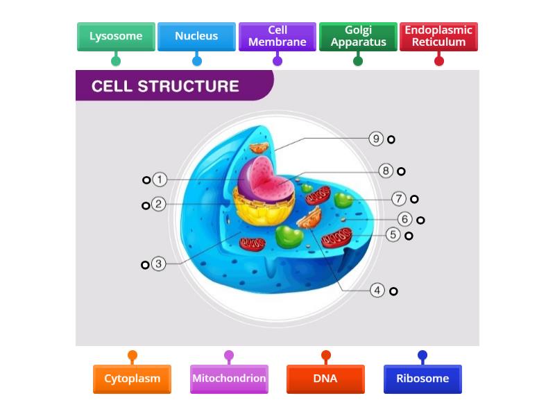 Cell Structure Labeling - Labelled diagram