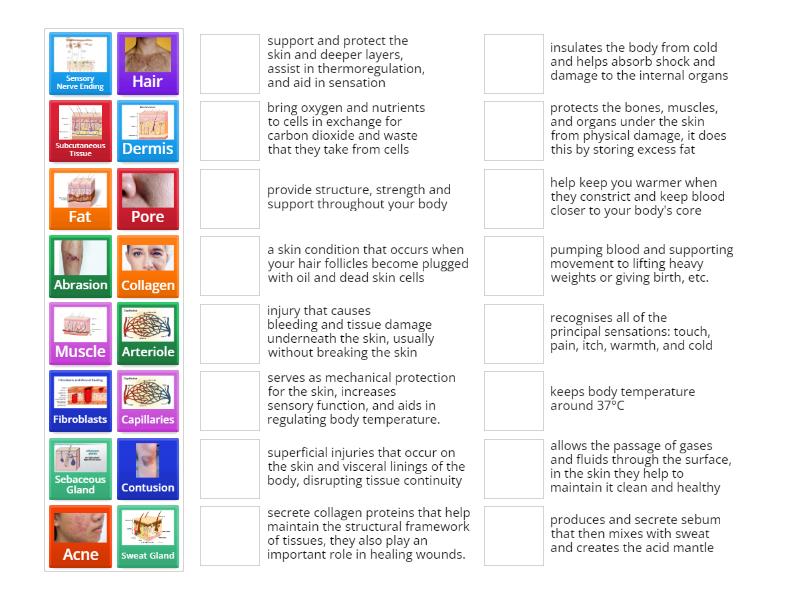 The Skin - functions - Match up