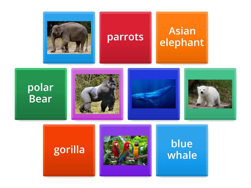 endangered animals - Flip tiles