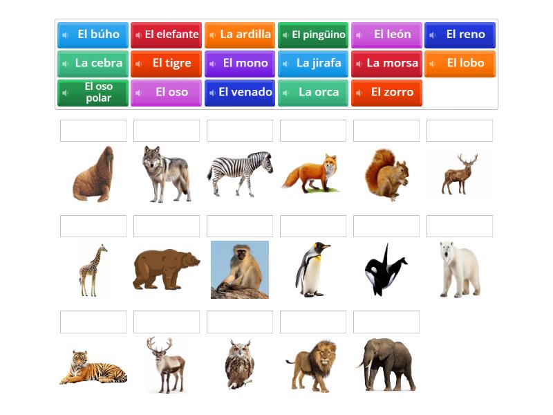 Animales Salvajes_Bosque_Artic_Spanish - Match up
