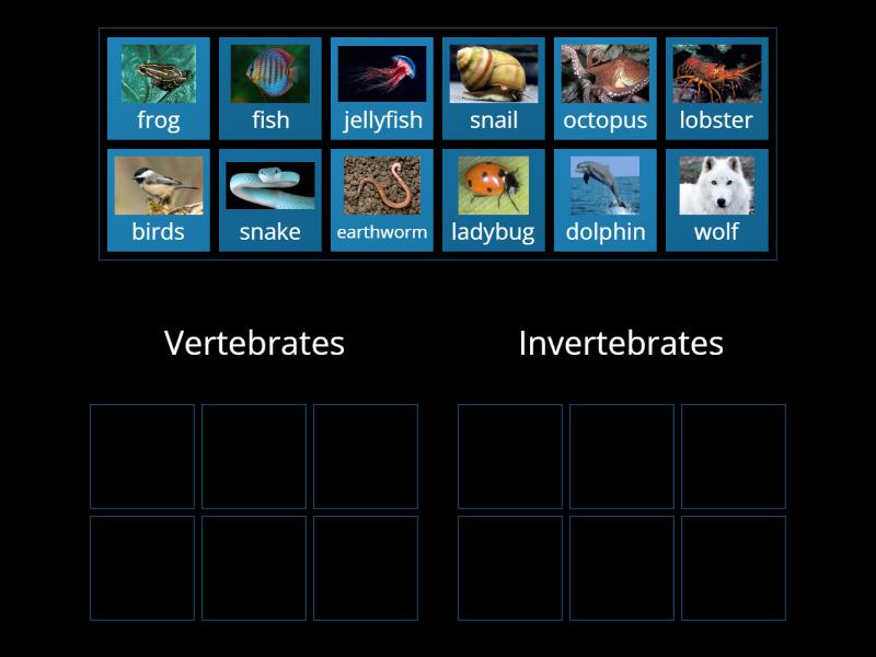 Vertebrates and invertebrates - Group sort