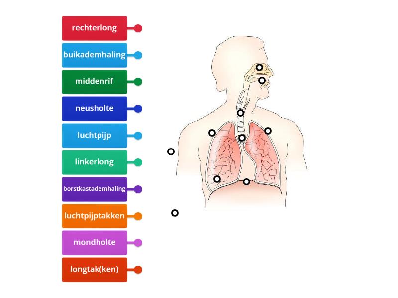Ademhalingsstelsel van de mens - Labelled diagram
