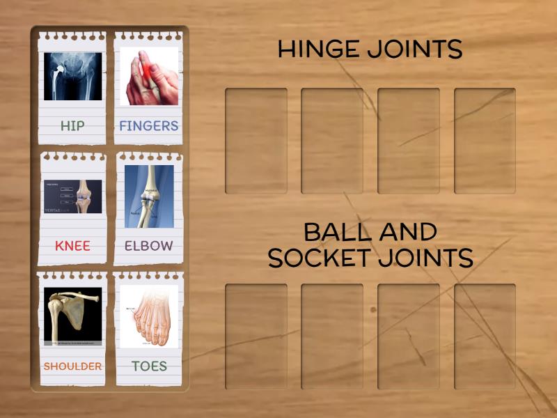 HINGE and BALL AND SOCKET joints - Group sort HINGE and BALL AND SOCKET joints - Group sort