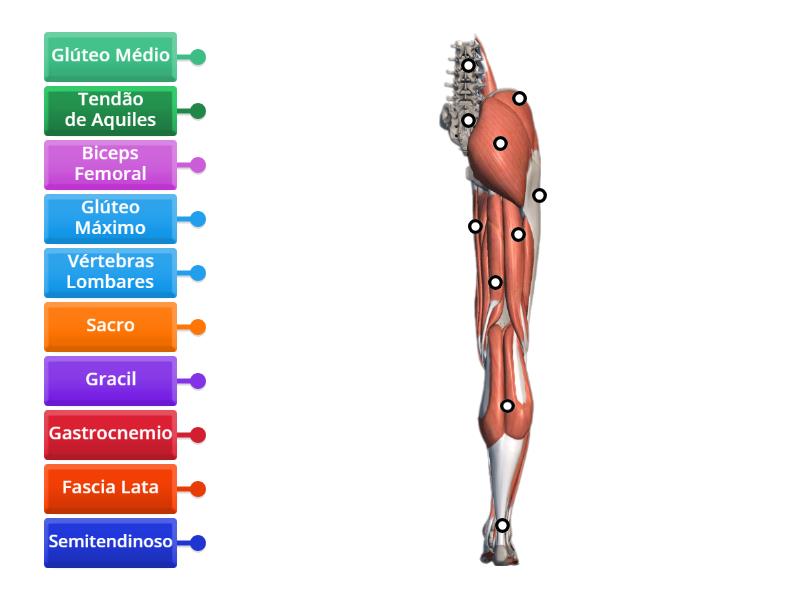 5% - Anatomia MID Vista Posterior - Diagrama con etiquetas