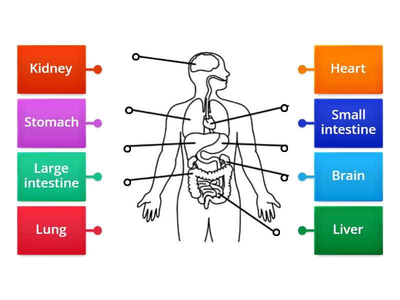 Organ Identification - Labelled diagram