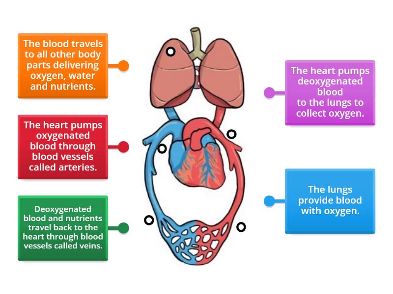 Circulatory System - Labelled diagram