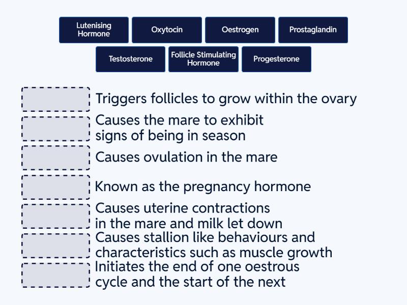 Hormones And Their Function - Match up