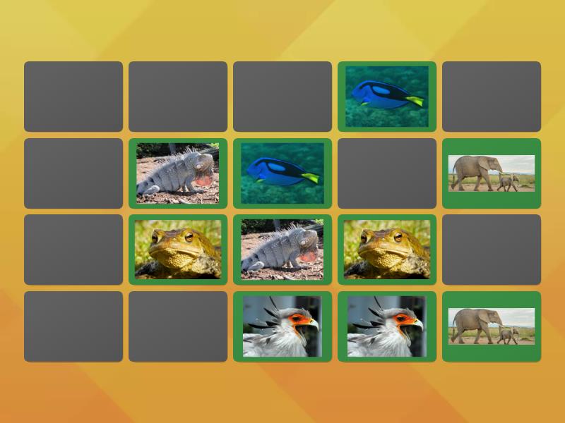 Animal Kingdom - Matching pairs