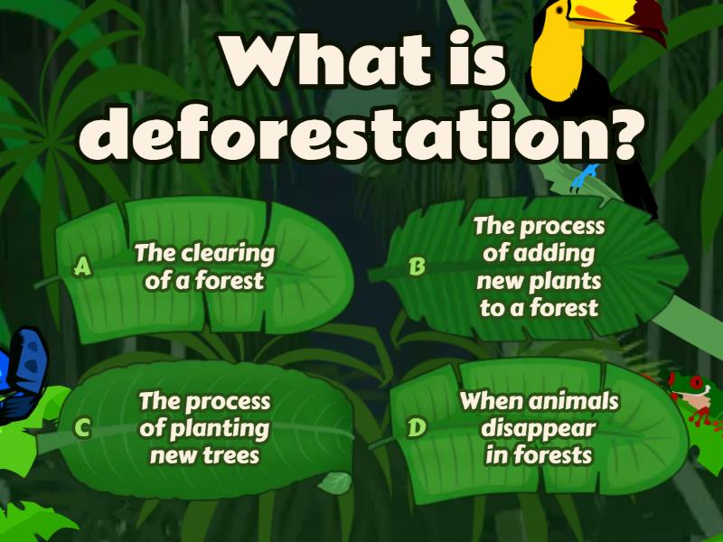 Deforestation ༊*·˚ - Quiz