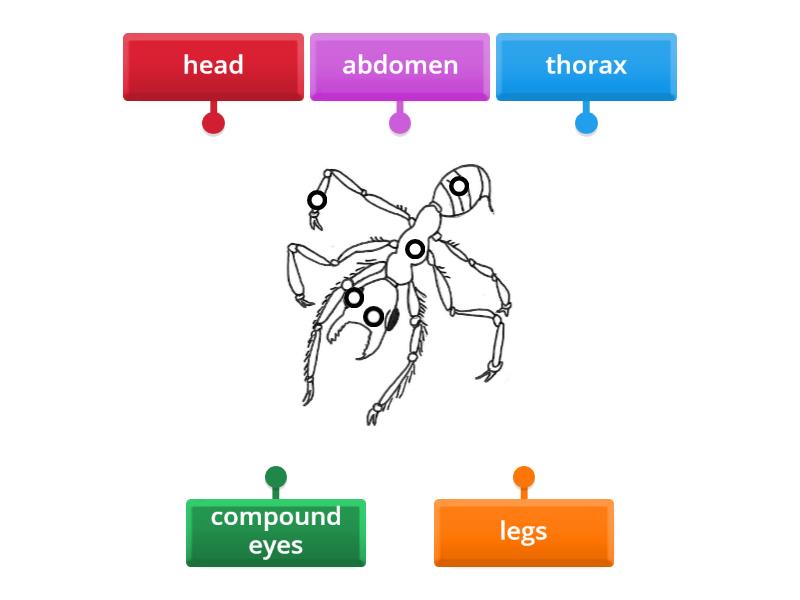 Ant Body Parts - Labelled diagram