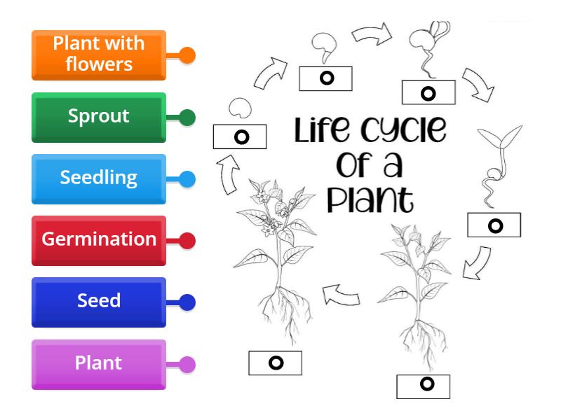 Life Cycle of a Plant - Labelled diagram