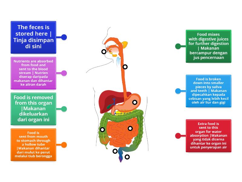 Digestion Process - Labelled diagram