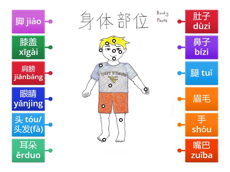 身体部位Body Parts - Labelled diagram