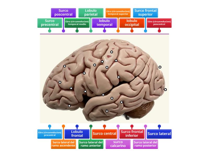 Cerebro vision lateral surcos - Labelled diagram