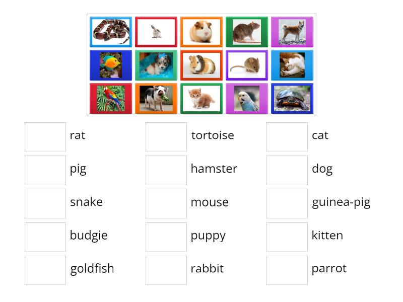 Pets Magic box 3 - Match up