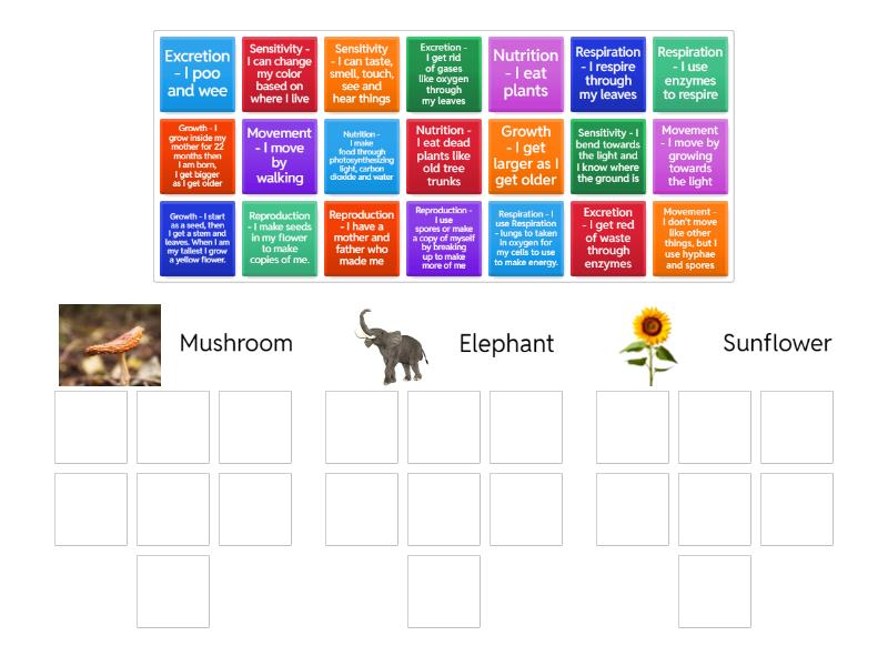Y7 4.1 MRS GREN Fungi,AnimalPlant - Group sort