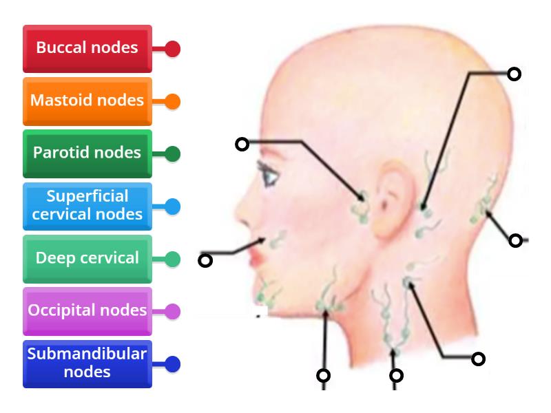 Lymph nodes of the face - Labelled diagram
