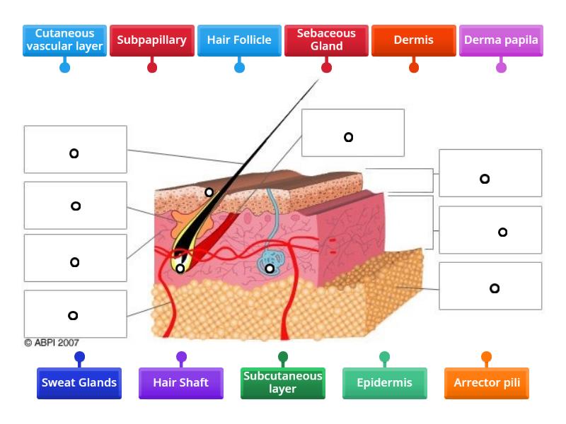 Skin Structure - Labelled diagram