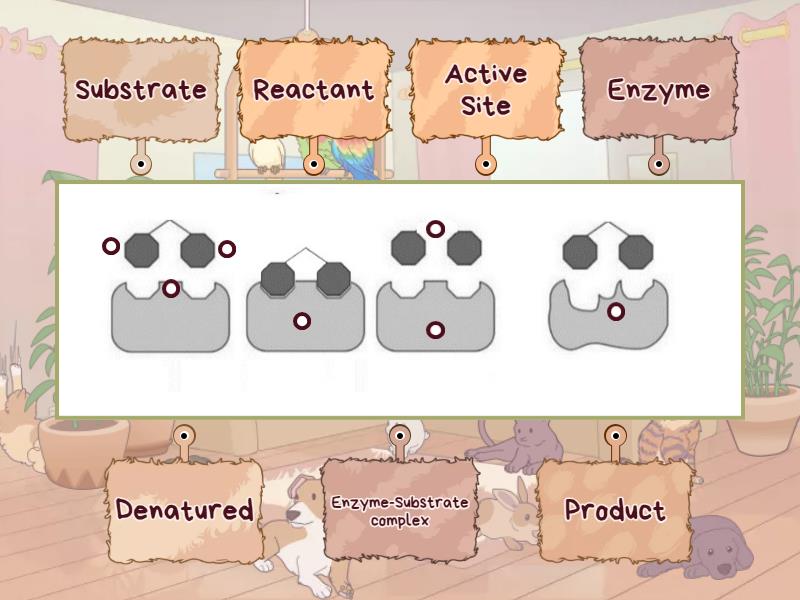 Label the Enzyme - Diagrama con etiquetas