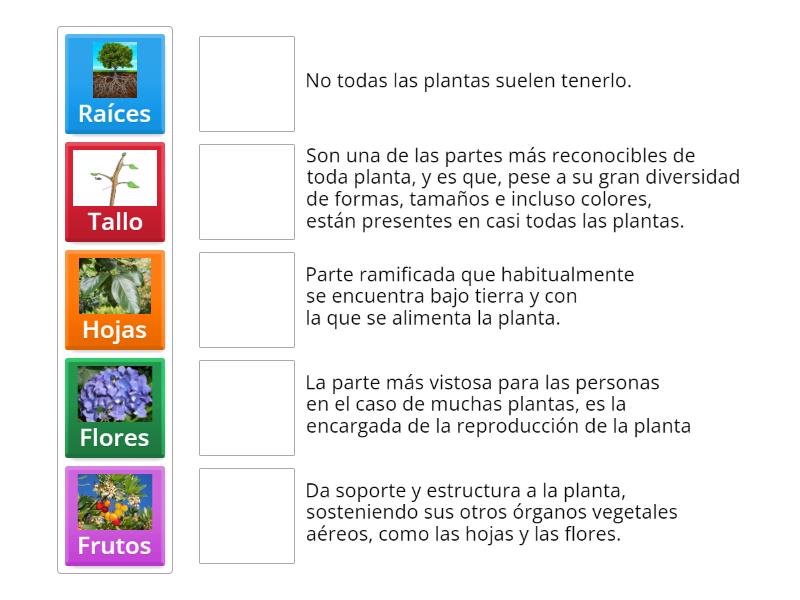 la planta y sus partes - Match up