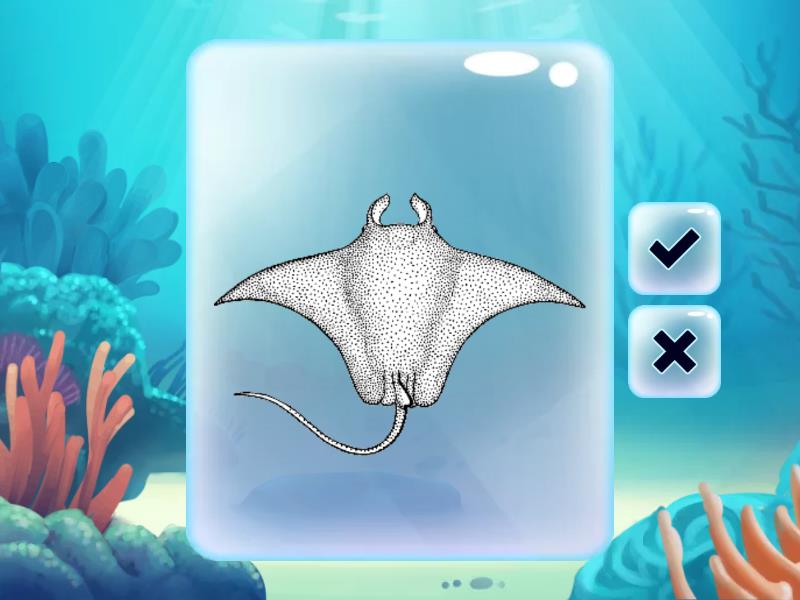 fish - Flash cards