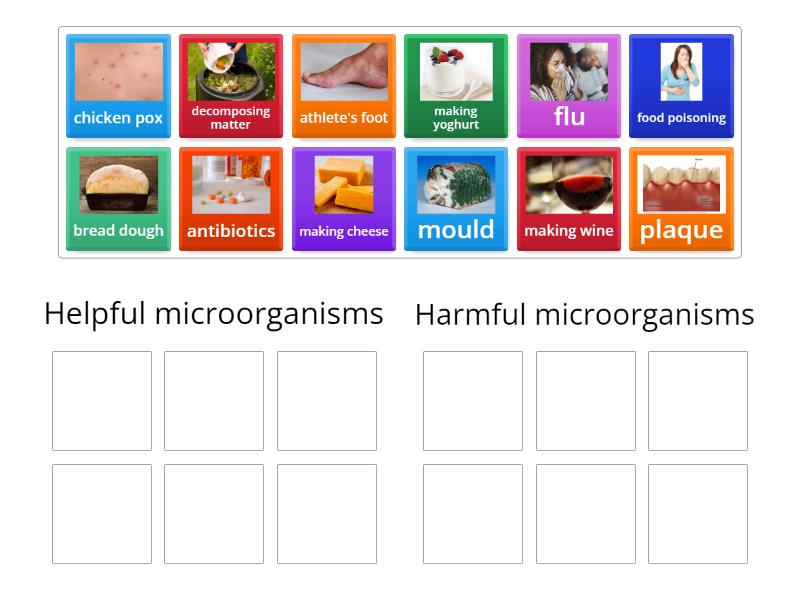 Helpful and harmful bacteria - Group sort